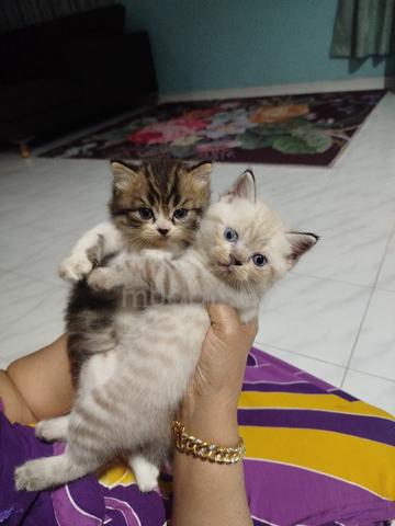 kucing baka bsh - Pets for sale in Pasir Mas, Kelantan