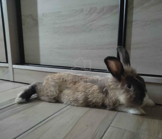 Netherland Mix Breed Rabbit - Pets for sale in Semenyih, Selangor