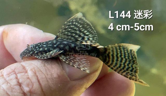 L144 Pleco Fish/ Bristlenose Pleco / Bandaraya/ 异形 - Pets for sale in Ipoh, Perak
