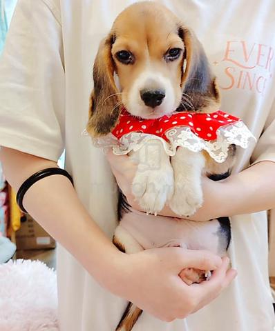 CLEVER BEAGLE PUPPY DOG nw2347 - Pets for sale in Puchong, Selangor