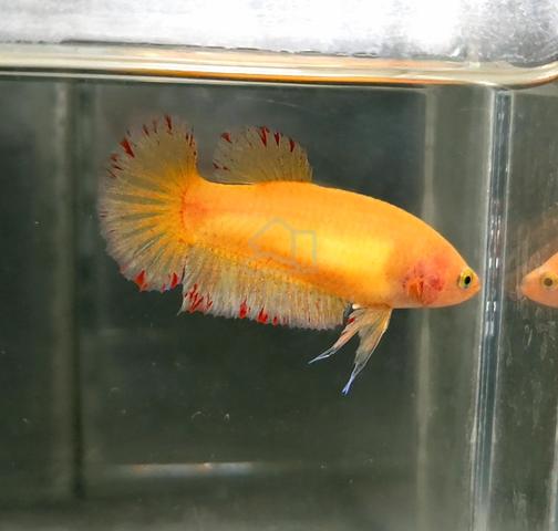 Female Solid Yellow Vanda Betta Fish / Ikan Laga - Pets for sale in ...