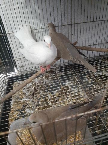 tekukur jawa putih - Pets for sale in Saujana Utama, Selangor