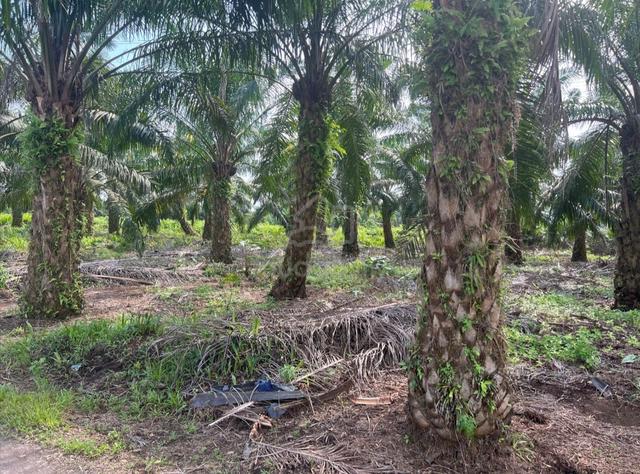 Agricultural Land for Sale, 3000 Acre(s), Pontian, Johor 113842109 ...