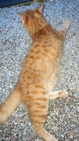 Kucing DLH - Pets for sale in Machang, Kelantan