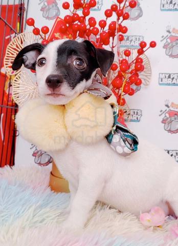 H27 behavioral jack russell puppy dog - Pets for sale in Puchong, Kuala Lumpur