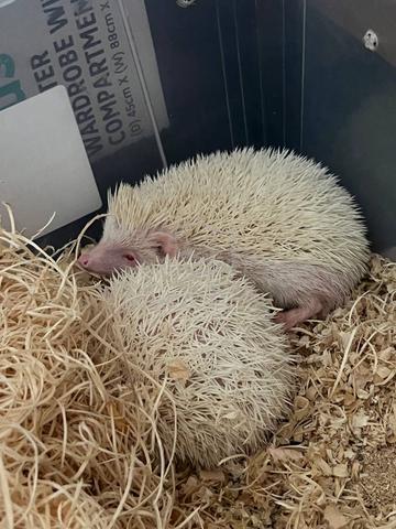 landak comel utk dijual - Pets for sale in Kajang, Selangor