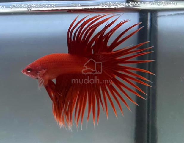 BETTA - Red Solid Ct - Pets for sale in Kota Marudu, Sabah