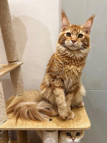 Purebred Maine Coon Male - Pets for sale in Ipoh, Perak