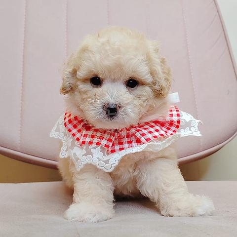 Cutie Tiny Toy Poodle Cute and Sweet *UA1122 - Pets for sale in Puchong ...