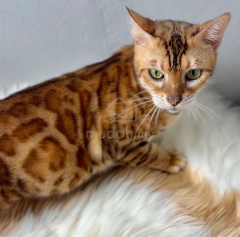 Kucing Bengal Cat Unik Pawprint - Pets for sale in Muar, Johor