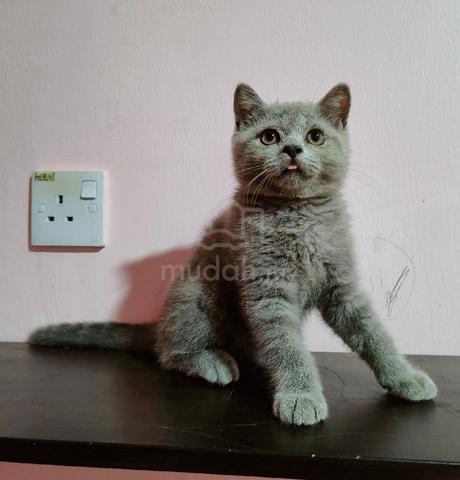 Anak kucing Bsh blue murah - Pets for sale in Others, Pahang