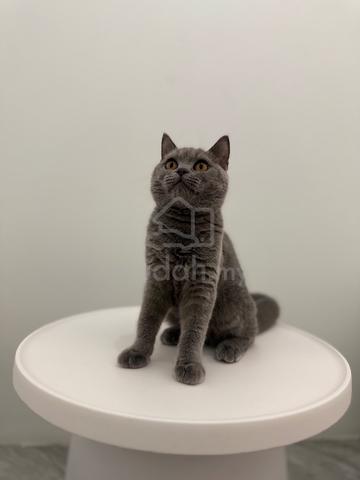 British shorthair blue BSH blue蓝猫 - Pets for sale in Semenyih, Selangor