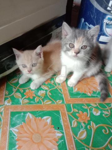 bsh+semi flat parsi - Pets for sale in Kota Bharu, Kelantan