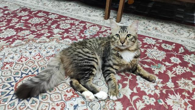 kucing parsi - Pets for sale in Muar, Johor