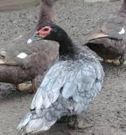 Lavender blue Muscovy duck Itik Serati hias - Pets for sale in Kota ...