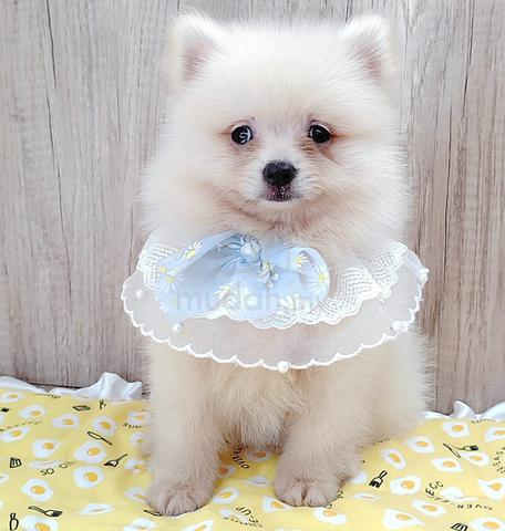 Super Small Tiny Mini Pomeranian Puppy Dog *MJ175 - Pets for sale in ...