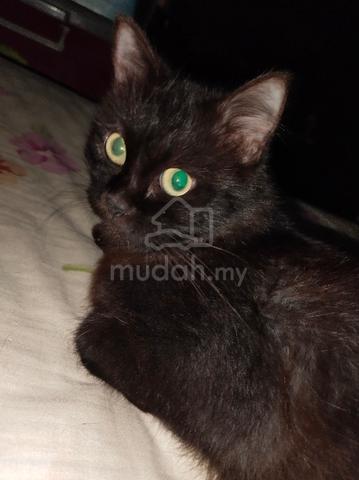 Kucing DLH - Pets for sale in Kuala Terengganu, Terengganu
