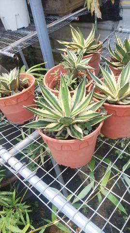 Agave Variegata Untuk Landskap Rumah - Garden Items for sale in Batu ...