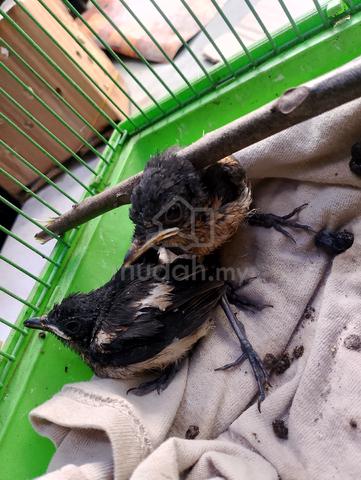 ank murai cacing - Pets for sale in Sungai Petani, Kedah