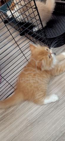 Kucing Parsi Comel manja untuk dilepaskan - Pets for sale in Batu Pahat ...