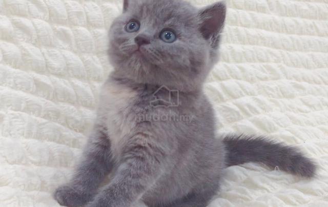Female kitten bsh Cream blue British shorthair cat - Pets for sale in ...