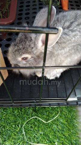 anak arnab - Pets for sale in Bukit Jalil, Kuala Lumpur