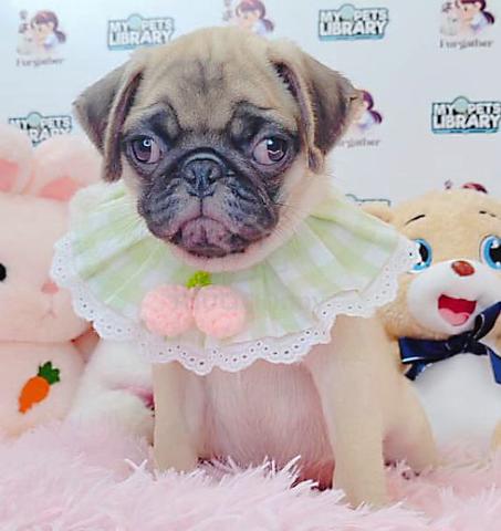 Super Fatty Pug Puppy Dog Pet *yu.0236 - Pets for sale in Puchong, Selangor