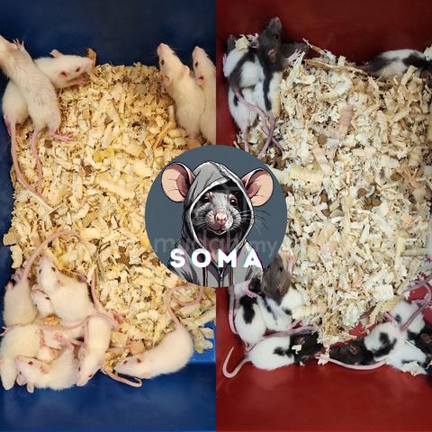 Rat African Soft Fur Rats Feeder Feeders - Pets for sale in Klang, Selangor