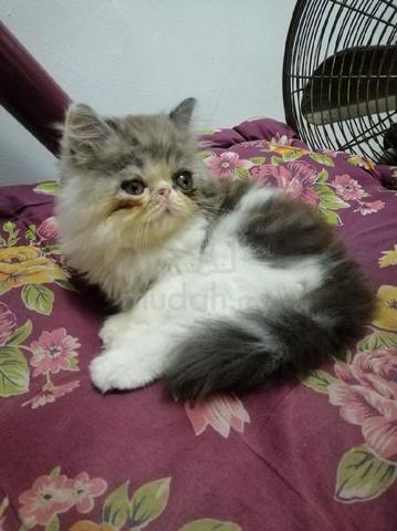 munchkin minuet kitten / anak kucing munchkin - Pets for sale in Bandar ...
