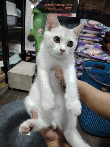 BSH British Shorthair Male Silver Baka Besar - Pets for sale in Alor ...