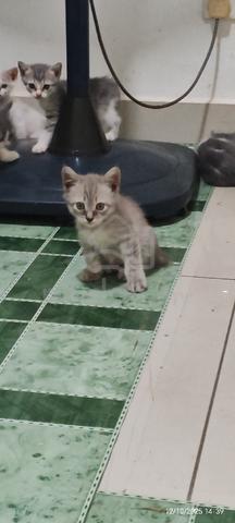 kucing Bsh Bicolour - Pets for sale in Kajang, Selangor
