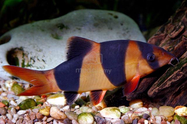 (BEST BUY) Tiger Botia AKA Banded Loach 11 Inch +- - Pets for sale in ...
