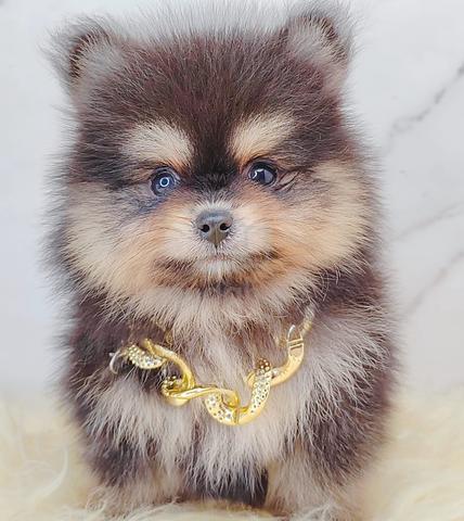 Super Small Tiny Mini Pomeranian Puppy Dog *MJ138 - Pets for sale in ...