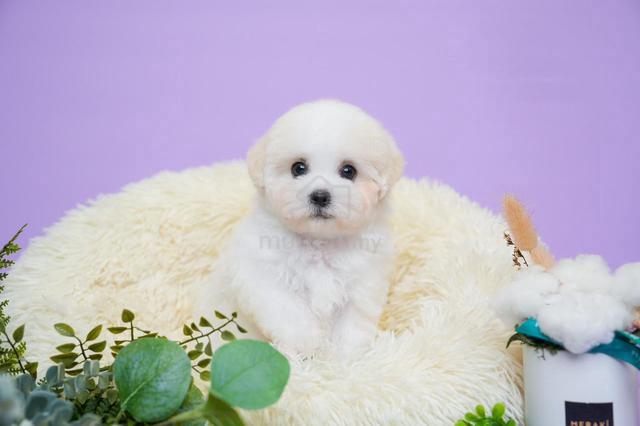 GENIUS POODLE PUPPY *fg020 - Pets for sale in Old Klang Road, Kuala Lumpur