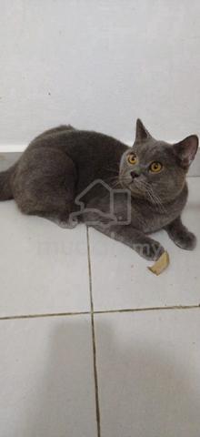 bsh british shorthair pure non mix - Pets for sale in Jitra, Kedah