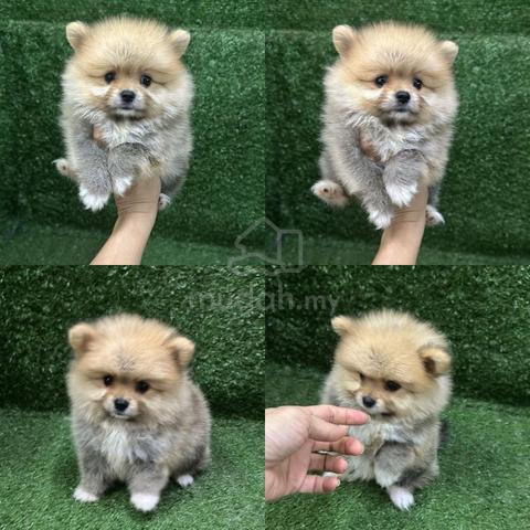 Pure Breed Pomeranian Puppy (Female) - Pets for sale in Shah Alam, Selangor