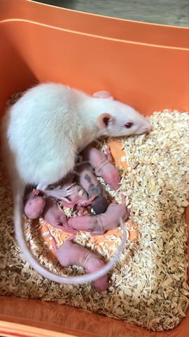 Lab Rats - Pets for sale in Kota Kinabalu, Sabah