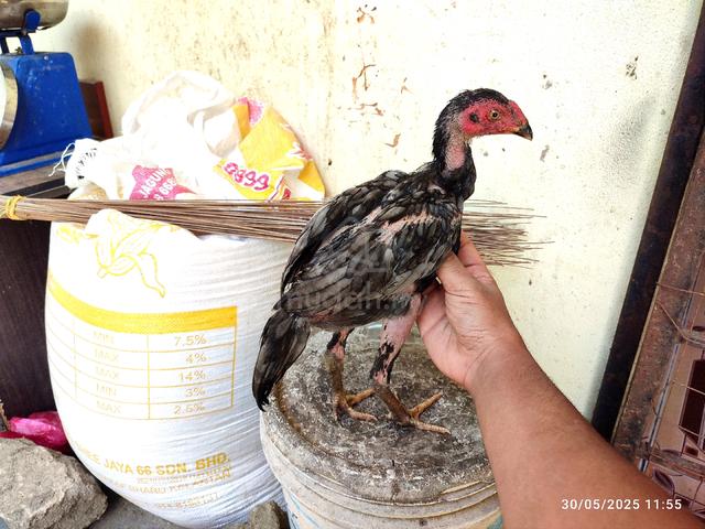 Ayam Pakhoy(Line Blackswan) - Pets for sale in Kota Bharu, Kelantan