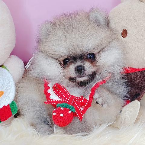 Mini size Tiny Mini Pomeranian Puppy Dog *MY090 - Pets for sale in ...