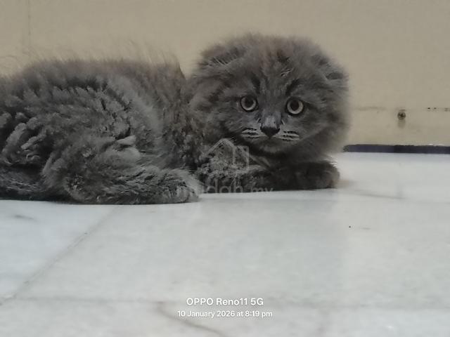 Highland fold cinnamon carrier kitten - Pets for sale in Kepong, Kuala ...