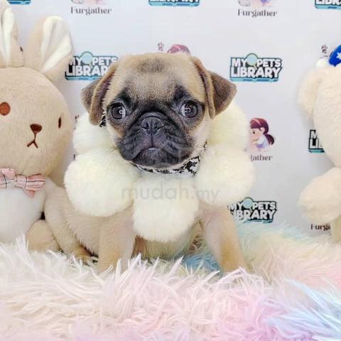 Super Fatty Pug Puppy Dog Pet *yu.0288 - Pets for sale in Puchong, Selangor