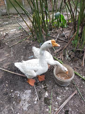 Angsa Putih Dewasa Sepasang - Pets for sale in Kulim, Kedah