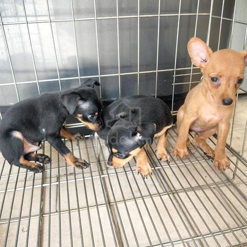 Mini Pincher Puppy - Pets for sale in Puchong, Selangor