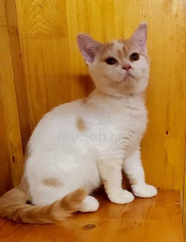 British BSH Red Bicolor Cat Kitten WITH CERT - Pets for sale in Kelana ...