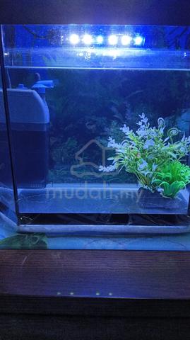 2ft fish tank - Pets for sale in Ipoh, Perak