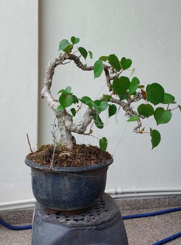 Bonsai Sea Hibiscus/Bebaru - Garden Items for sale in Kota Kemuning ...