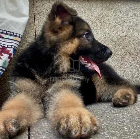 Big Big German Shepherd GSD*UA190 - Pets for sale in Puchong, Selangor