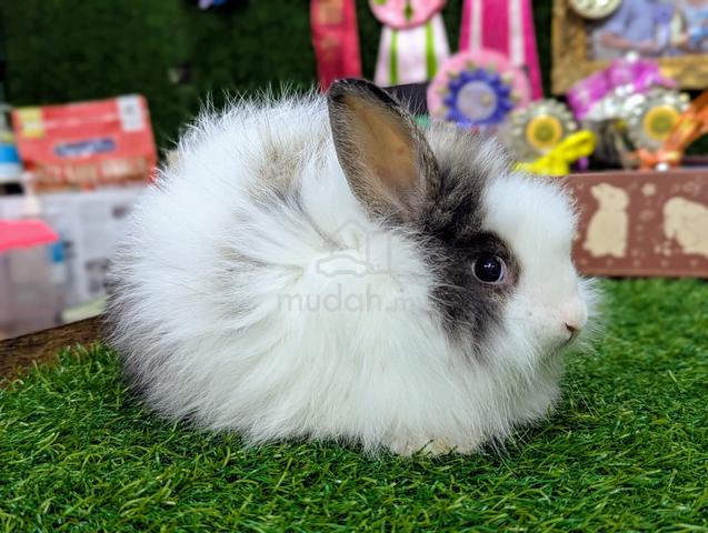 Arnab Mix Angora Rabbit, b - Pets for sale in Jitra, Kedah