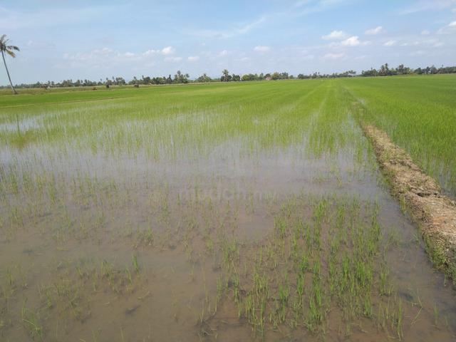 Agricultural Land for Sale, 1.42 Acre(s), Kubang Pasu, Kedah | Mudah.my
