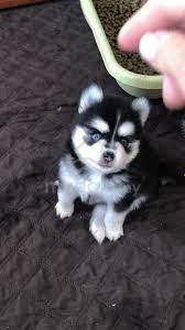 E71 giant pomsky puppy dog - Pets for sale in Puchong, Kuala Lumpur